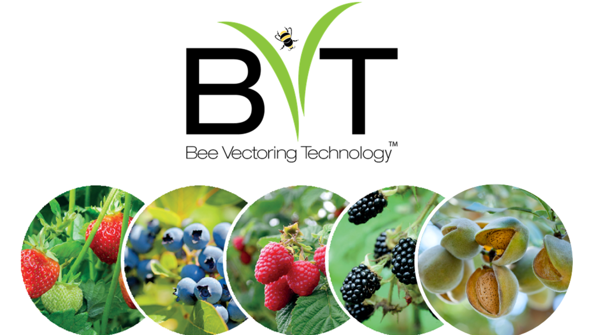 Bees as Crop Protection - Bee Vectoring Technology